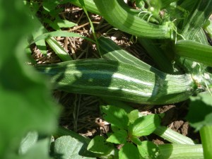 Zucchini Latkes Recipe – Nancy Taylor Robson
